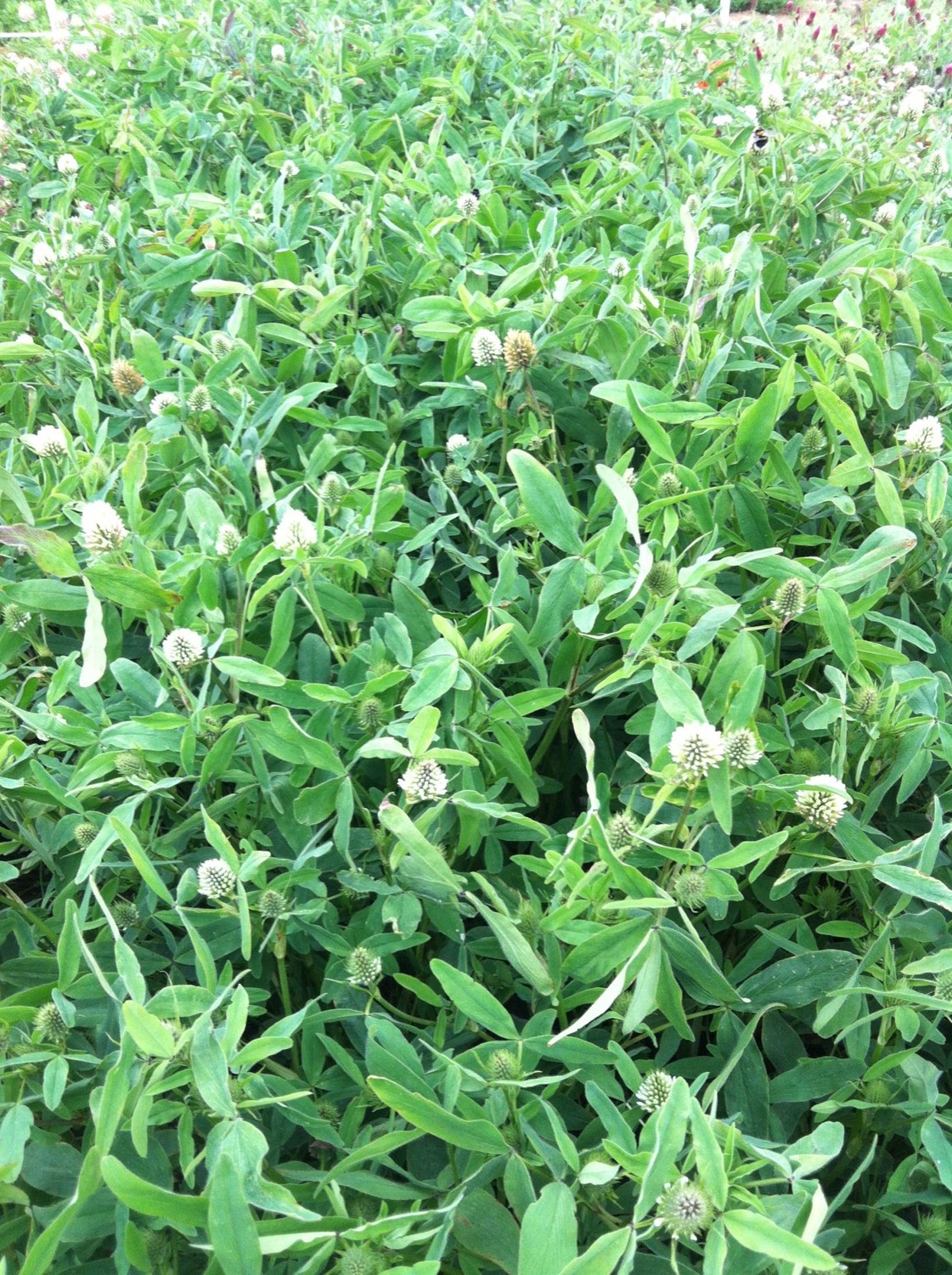 SQUAR trèfle squarrosum CAUSSADE SEMENCES